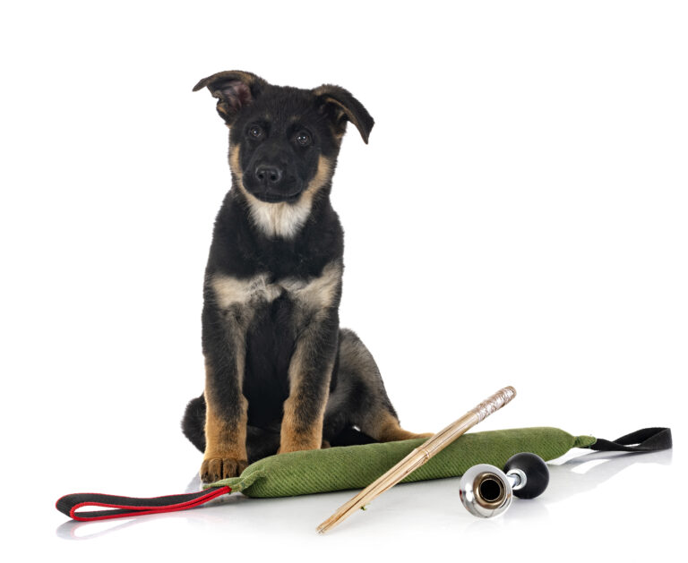 The Best Dog Training Equipment in 2026 (Smart Tools for Faster Results)